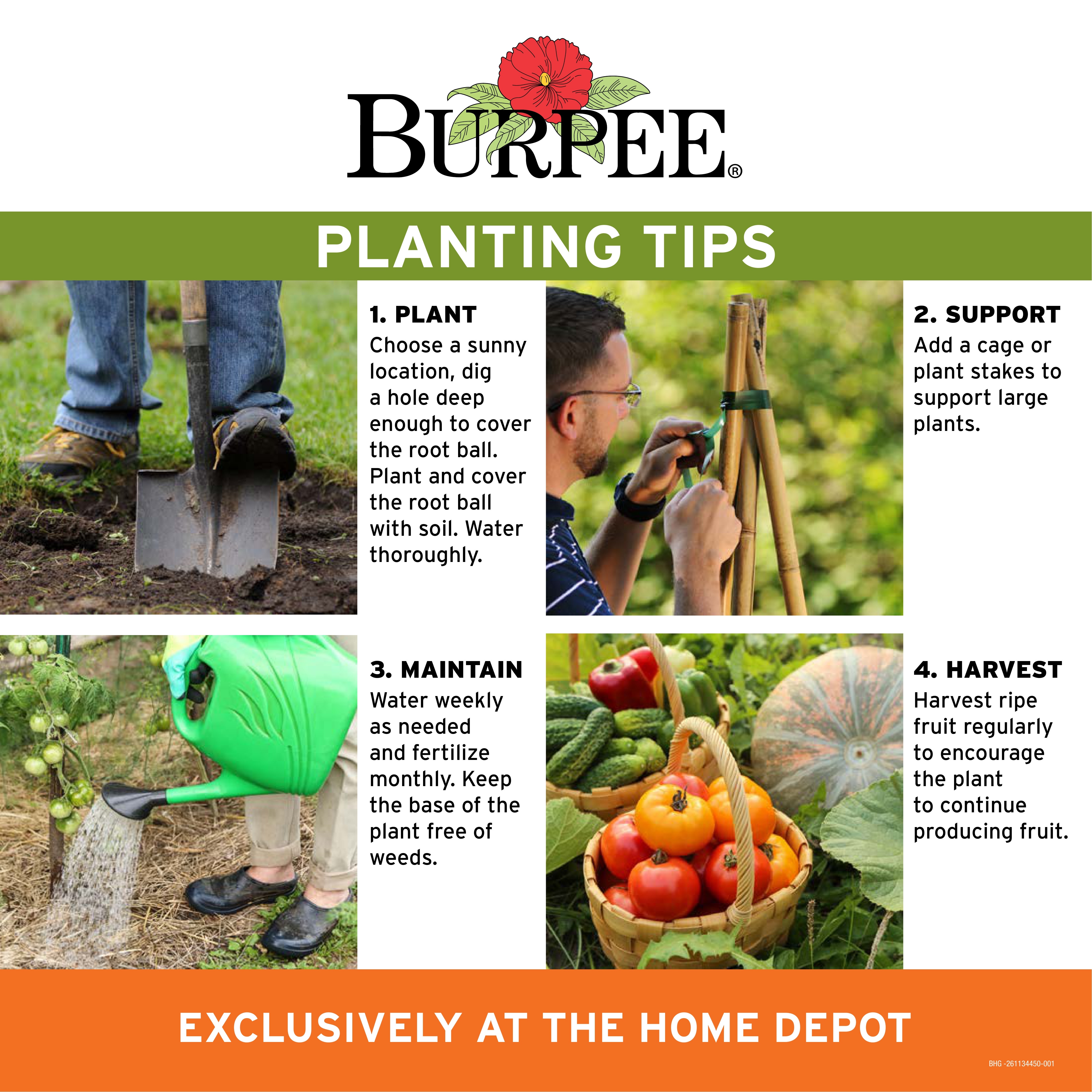 Burpee 1.5 qt. Burpee Edible Tomato Baby Boomer Red Vegetable Plant (3 ...