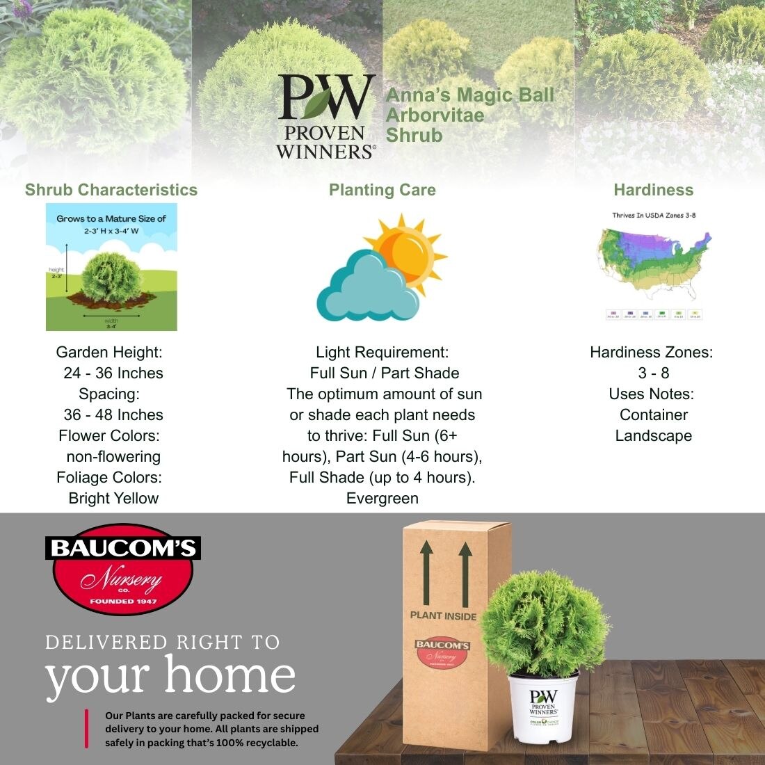PROVEN WINNERS 2 Gal. Anna's Magic Ball Arborvitae Evergreen Shrub ...