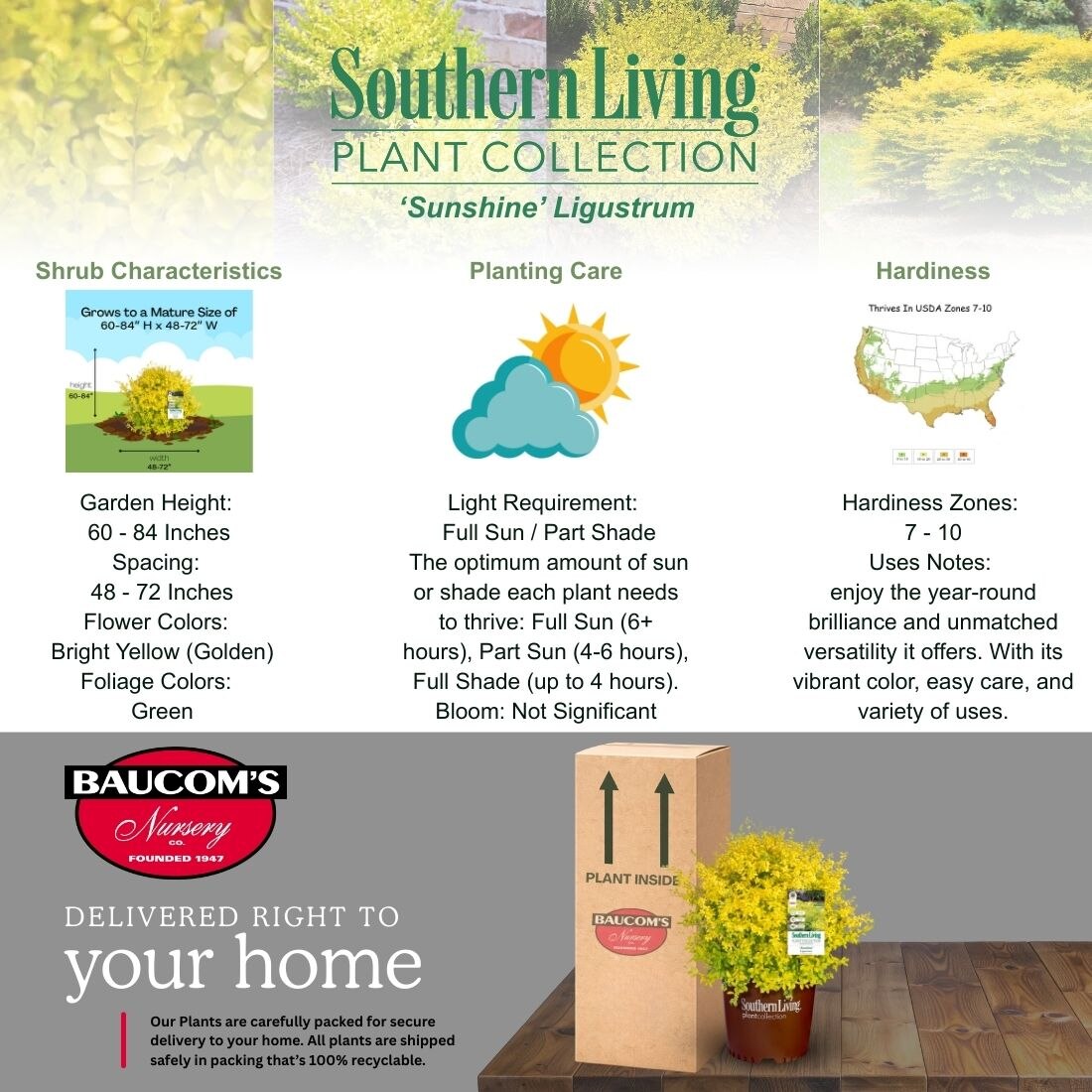 SOUTHERN LIVING 2 Gal. Sunshine Ligustrum Privet Shrub with Golden ...