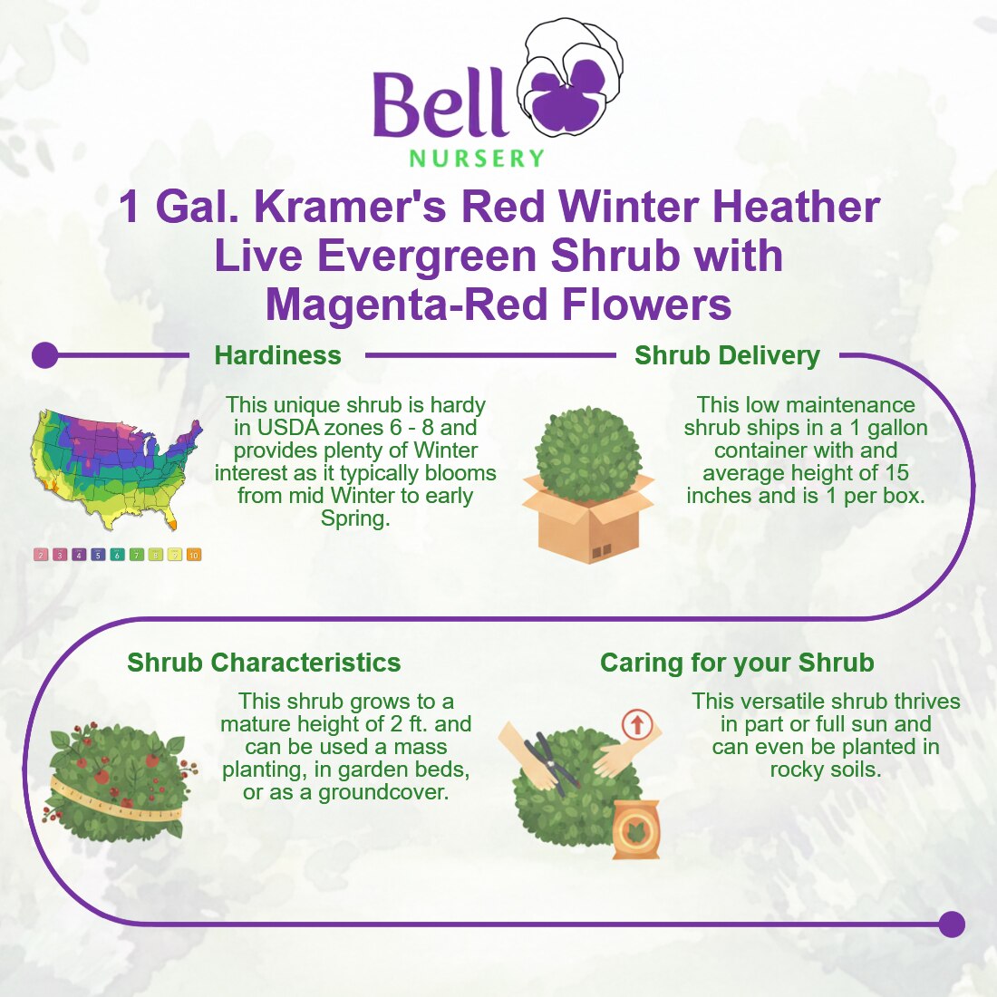 BELL NURSERY 1 Gal. Kramer's Red Winter Heather Live Evergreen Shrub ...