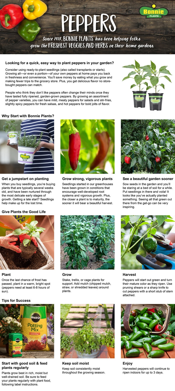 Bonnie Plants 19 oz. Hot Jalapeno Pepper Plant (2-Pack) 202043 - The ...