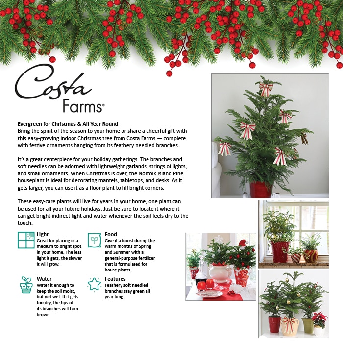 Costa Farms 9 in. Norfolk Pine Holiday Shrub Plant 1012610314 - The ...