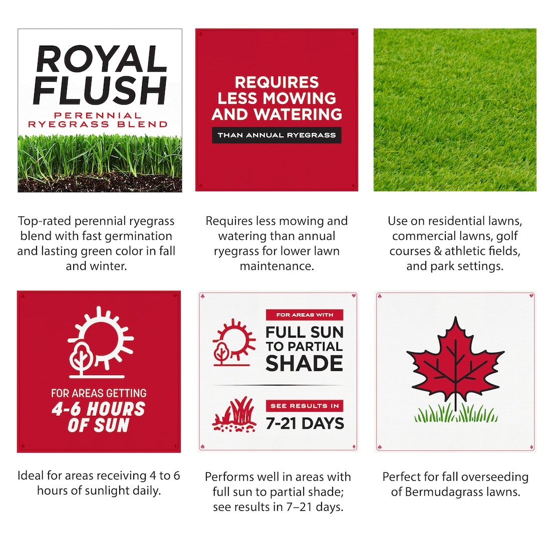 Pennington Royal Flush Overseeding Perennial Ryegrass Blend 50 lbs ...