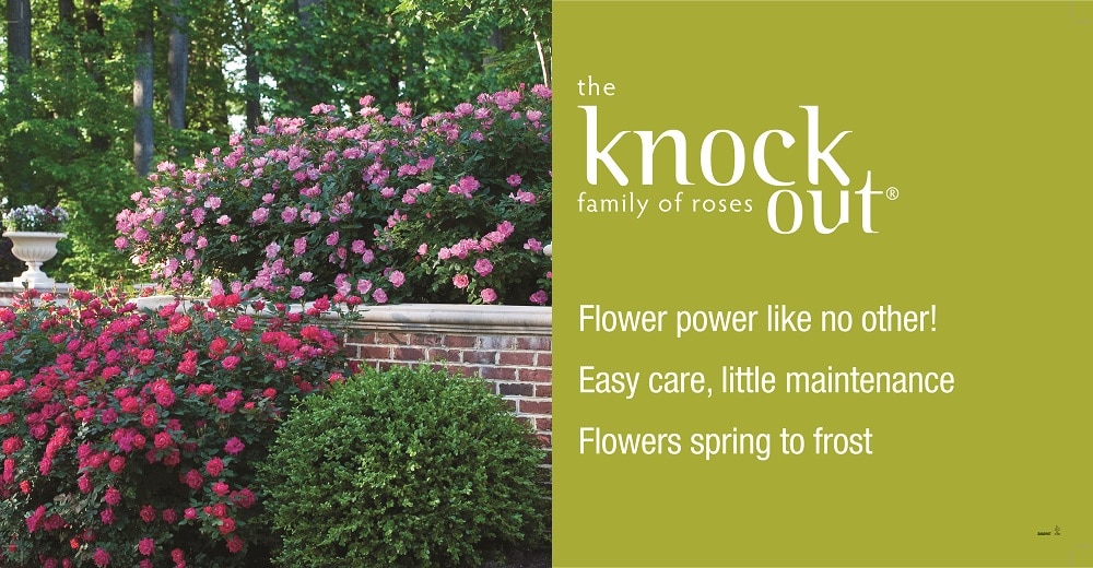 KNOCK OUT Packaged Pink Knock Out Rose Tree with Pink Flowers KNO-PTR ...