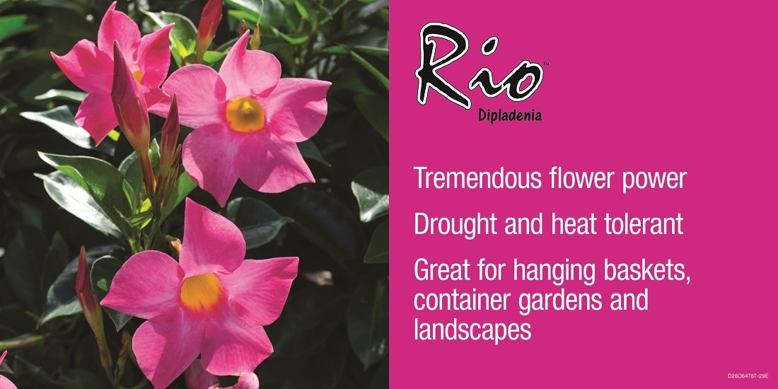 Rio #10 Drop-N-Decorate Dipladenia Flowering Annual Shrub with Assorted ...