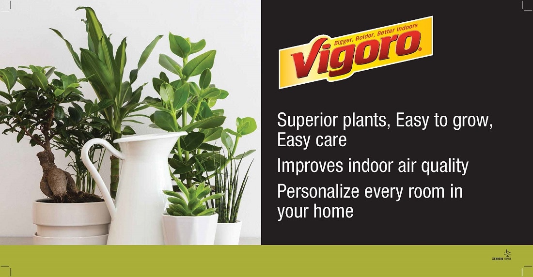 Vigoro Marble Queen Pothos Epipremnum Aureum Plant in 4 in. Grower Pot ...