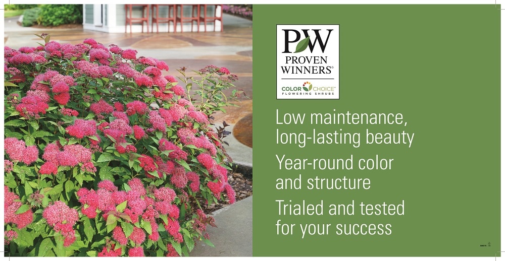 PROVEN WINNERS 1 Gal. Fluffy Western Arborvitae (Thuja) Live Evergreen ...