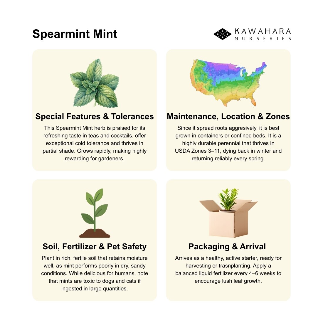 Mint Plant Home Depotnull